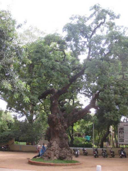 Visiting Ramanasramam – the holy abode of Bhagwan Ramana Maharshi at ...